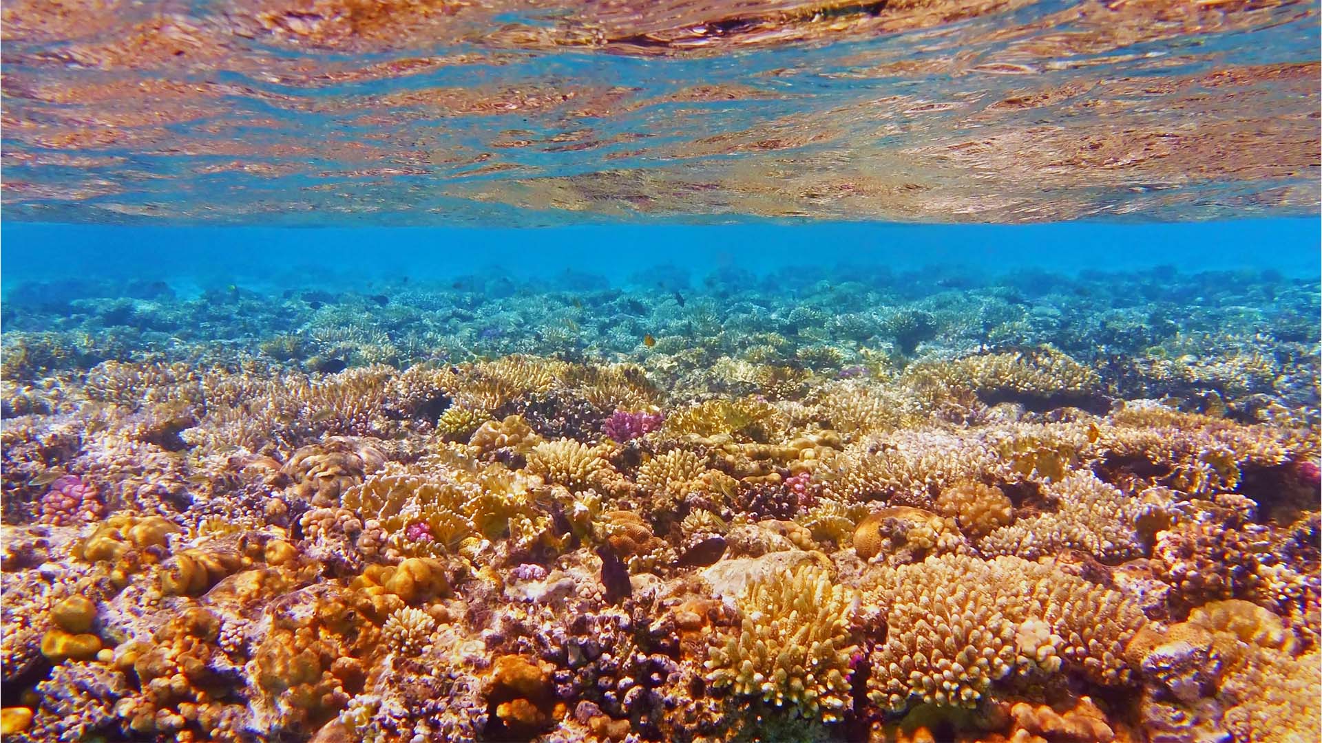 New data shows Great Barrier Reef coral cover is at a ‘record high ...
