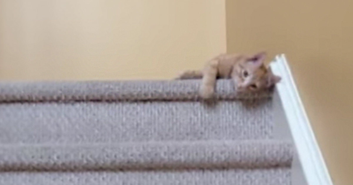Cat Meme Tripping On Stairs