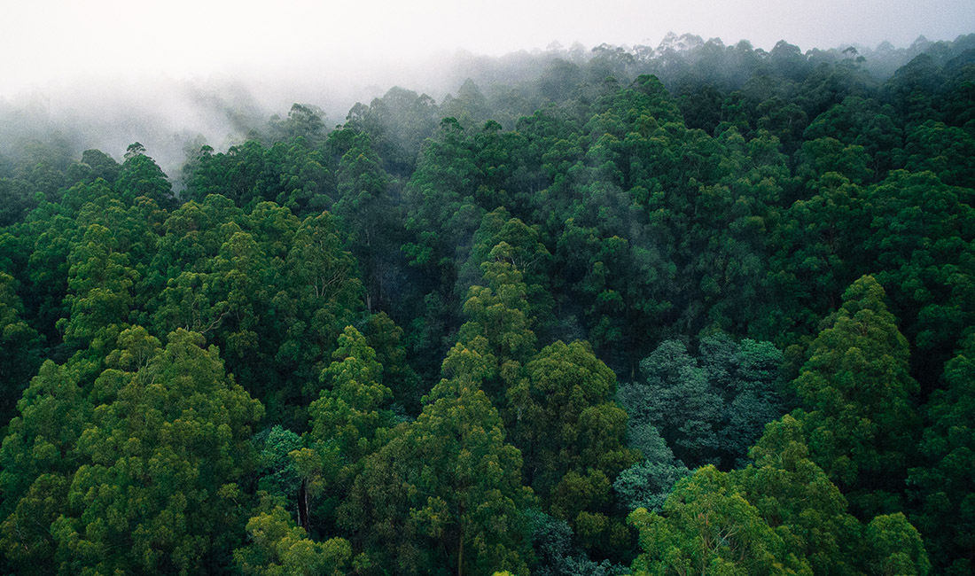 Australian Conservation Foundation