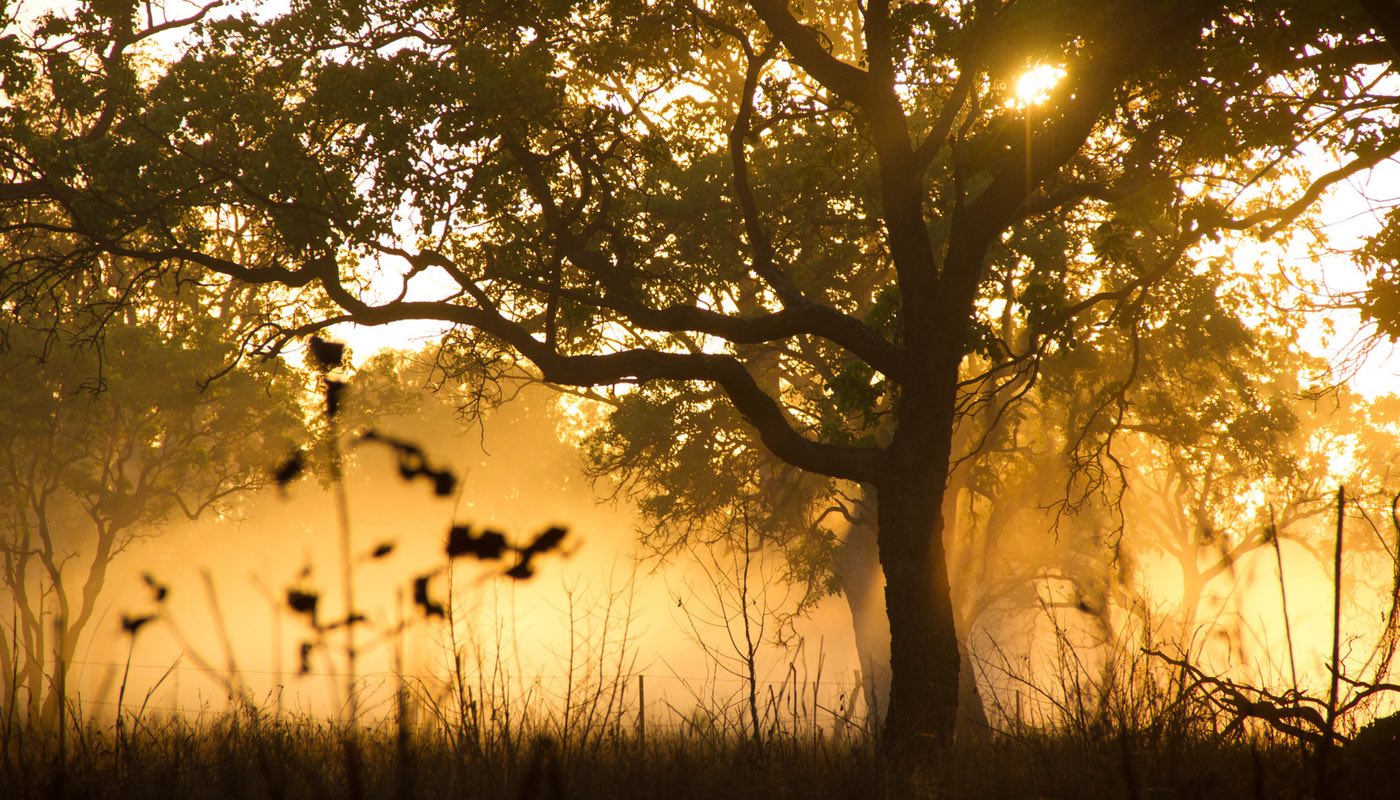 Australian Conservation Foundation