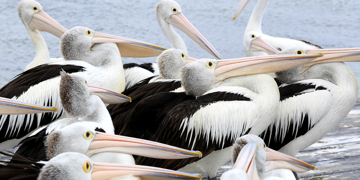 Australian Conservation Foundation