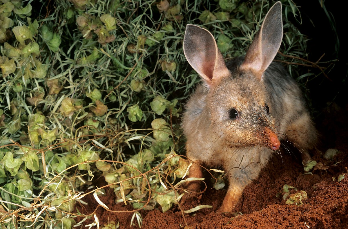 Approval to bulldoze prime bilby habitat followed political donations ...