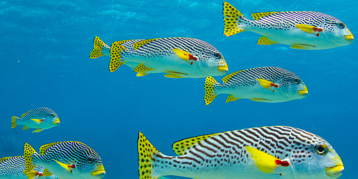 Australian Conservation Foundation