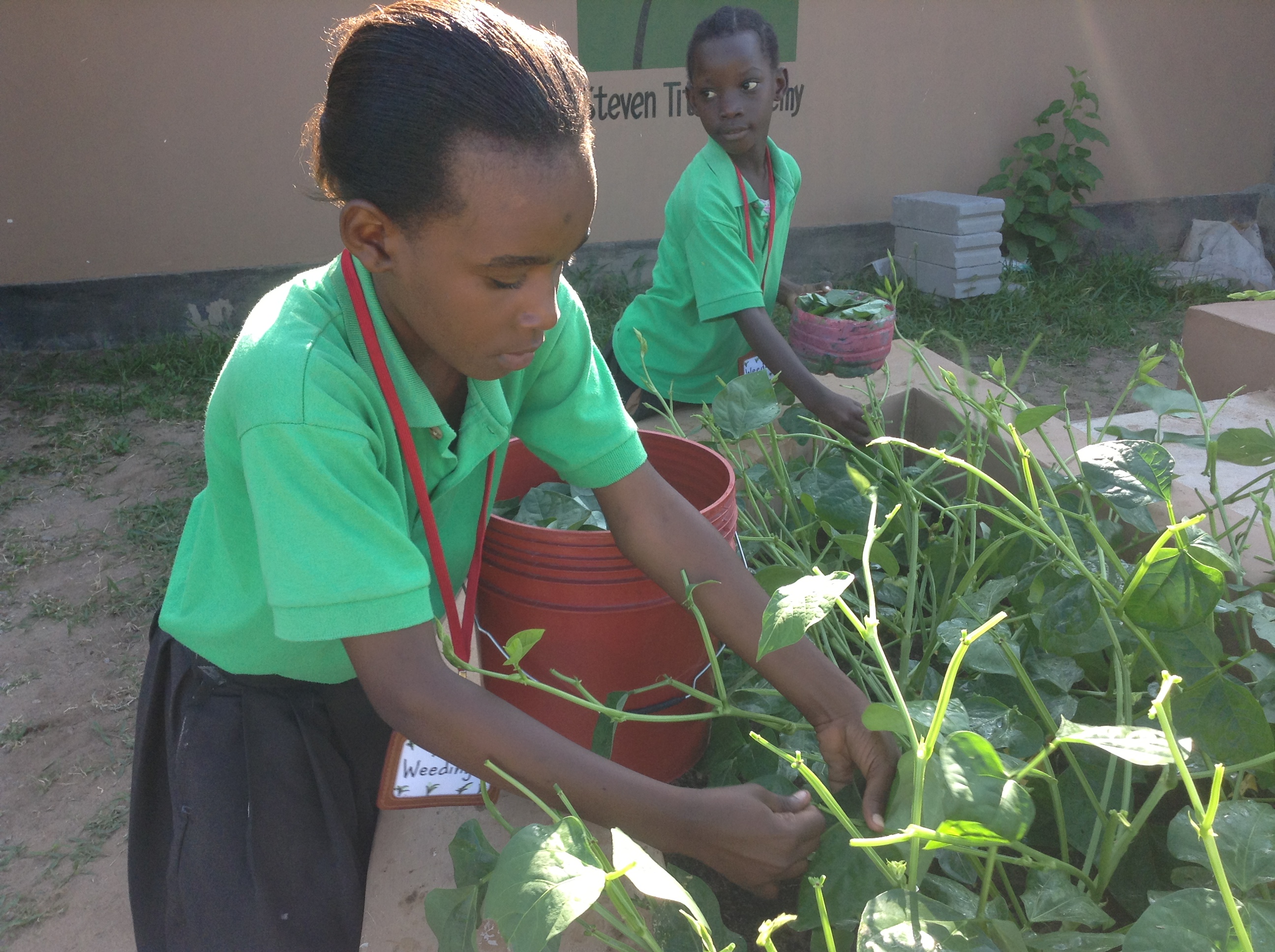 Kunde (That's Cowpeas in English!) - Steven Tito Academy