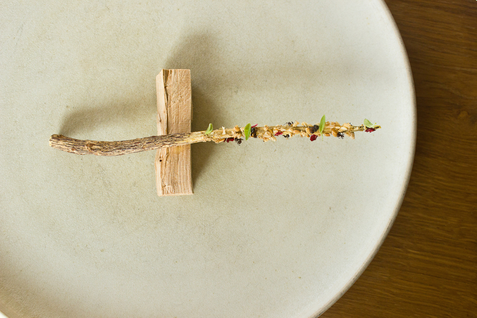 Ant Chimp Stick - BUGSfeed