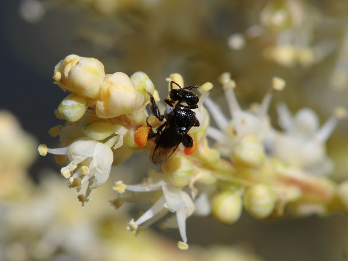Stingless Bee - BUGSfeed