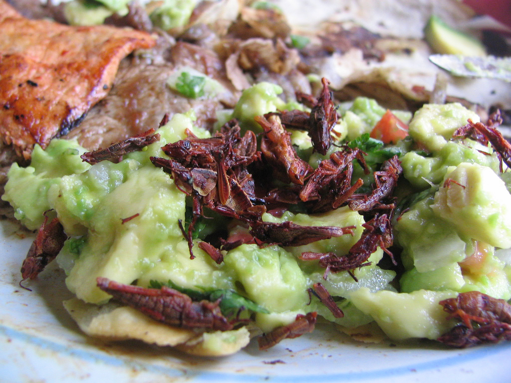 Chapulines – Mexican Grasshoppers - BUGSfeed