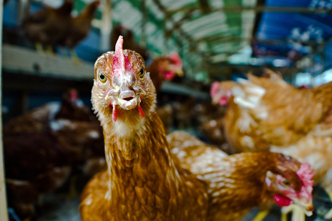 Insects as food is one thing – but how about insects as feed? - BUGSfeed