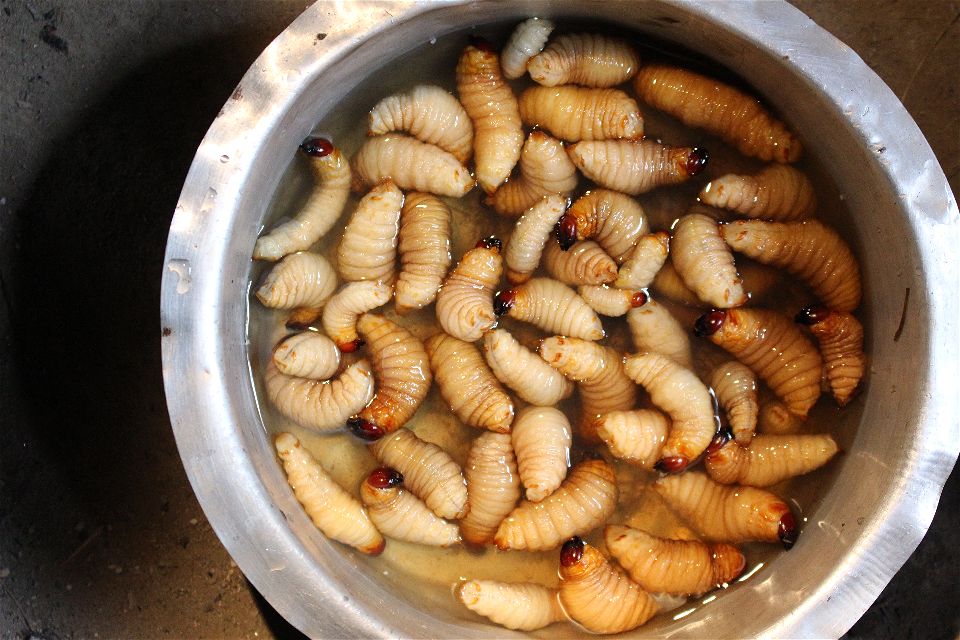 Do They Taste Good Bugsfeed