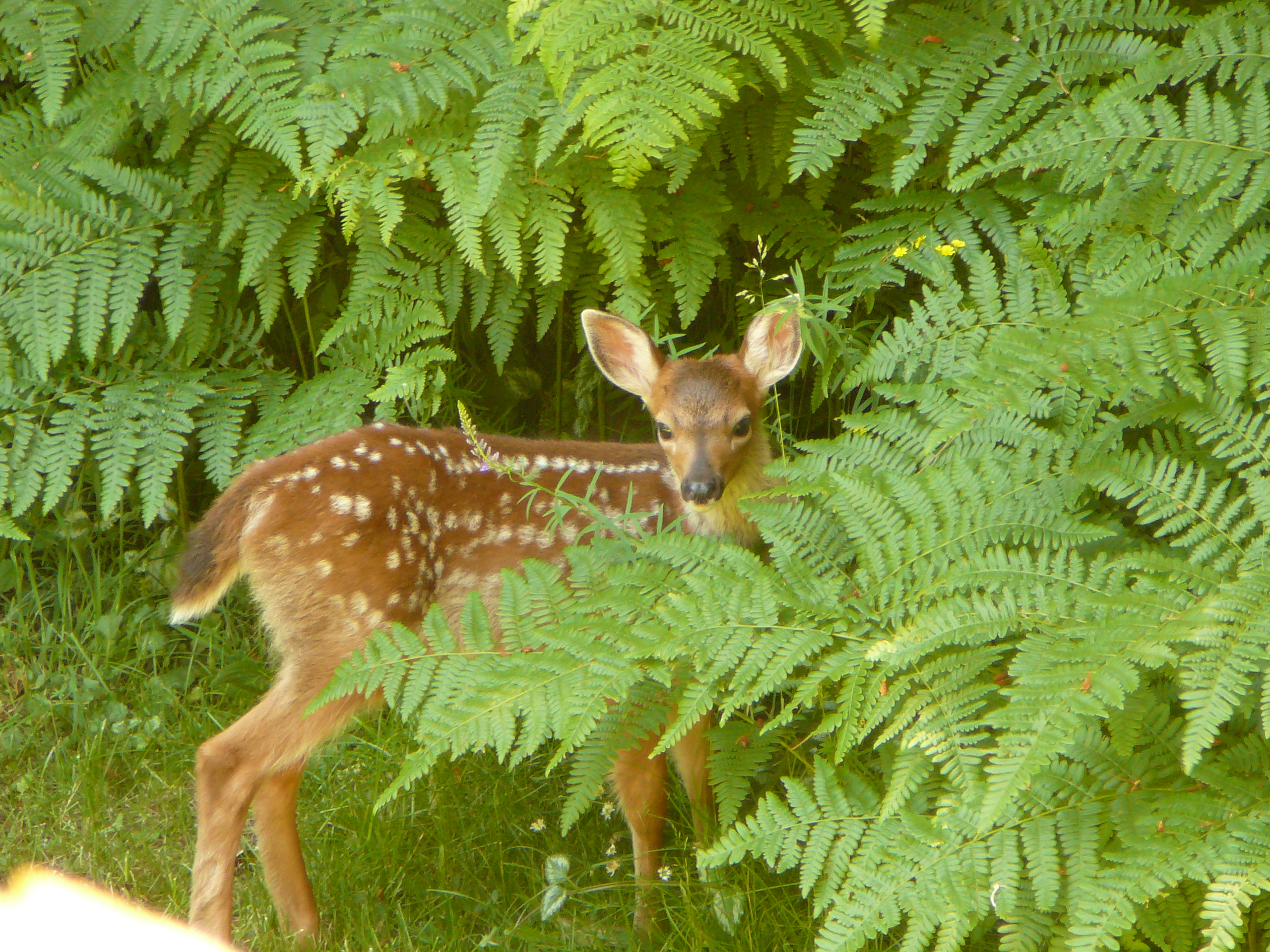 Drive Carefully, it's Fawn Season! - Urban Wildlife Stewardship Society