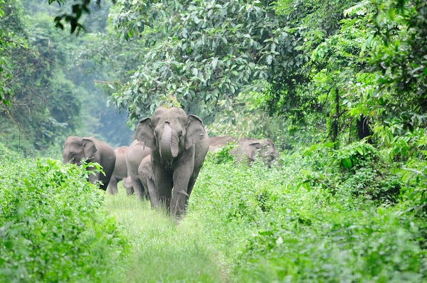 Adani and the Elephants of the Hasdeo Aranya Forest - Adani Watch