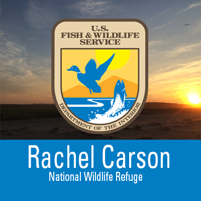 Rachel Carson National Wildlife Refuge: A SENSE OF WONDER - Bullfrog ...