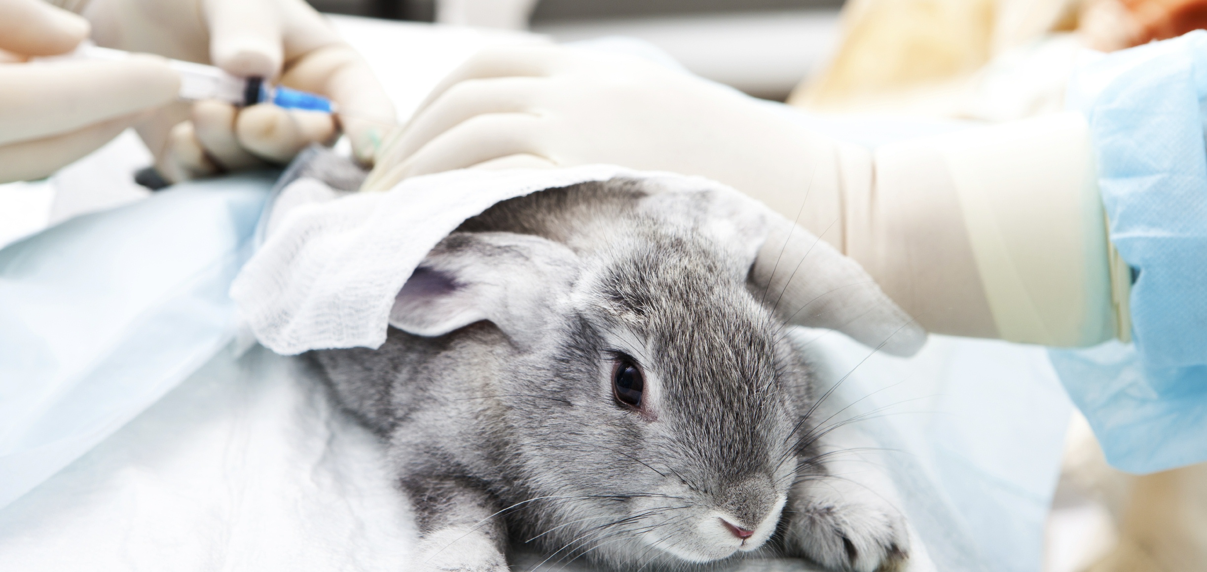 President signs watershed law to reduce chemical tests on animals ...