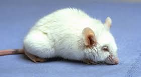 campaign update radiation experiments at MCW - Citizens for ...