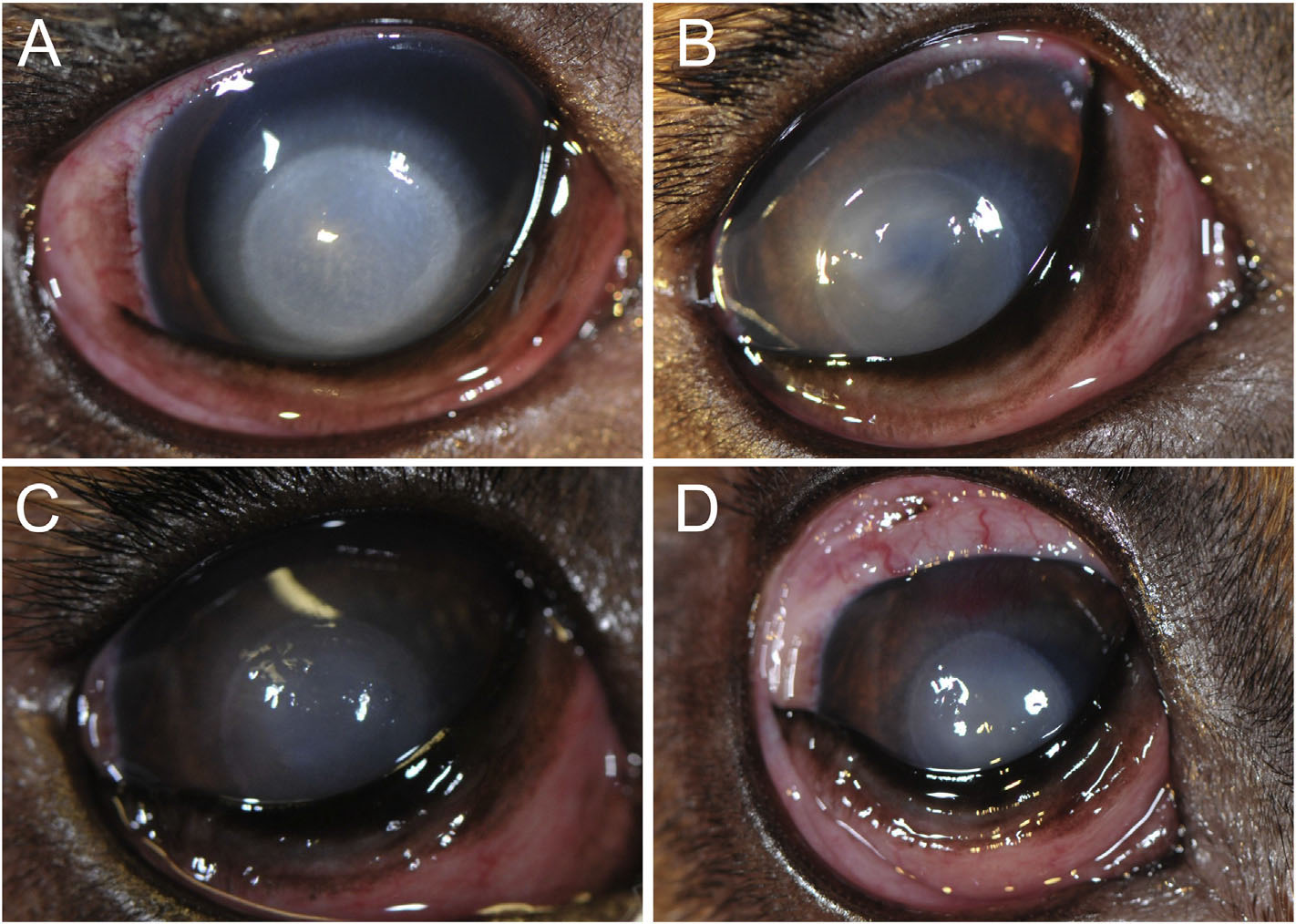 Oppose shocking eye experiments on dogs at U Missouri - Citizens for ...