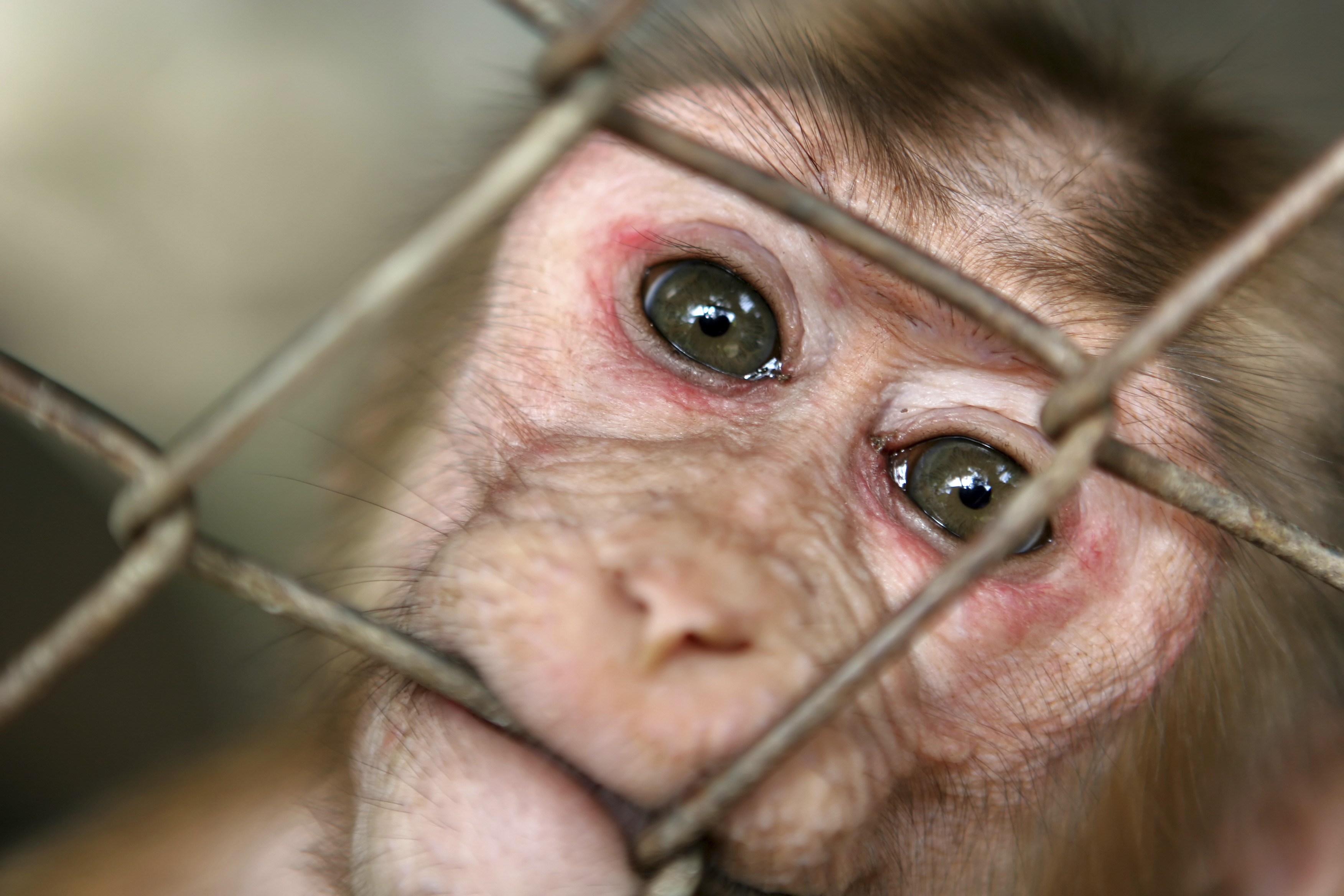Revoke SNBL's Animal Welfare Assurance - Citizens for Alternatives to ...