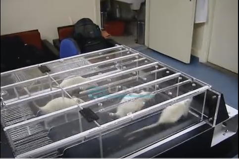 Oppose federal funds for rats studies of human exercise - Citizens for ...