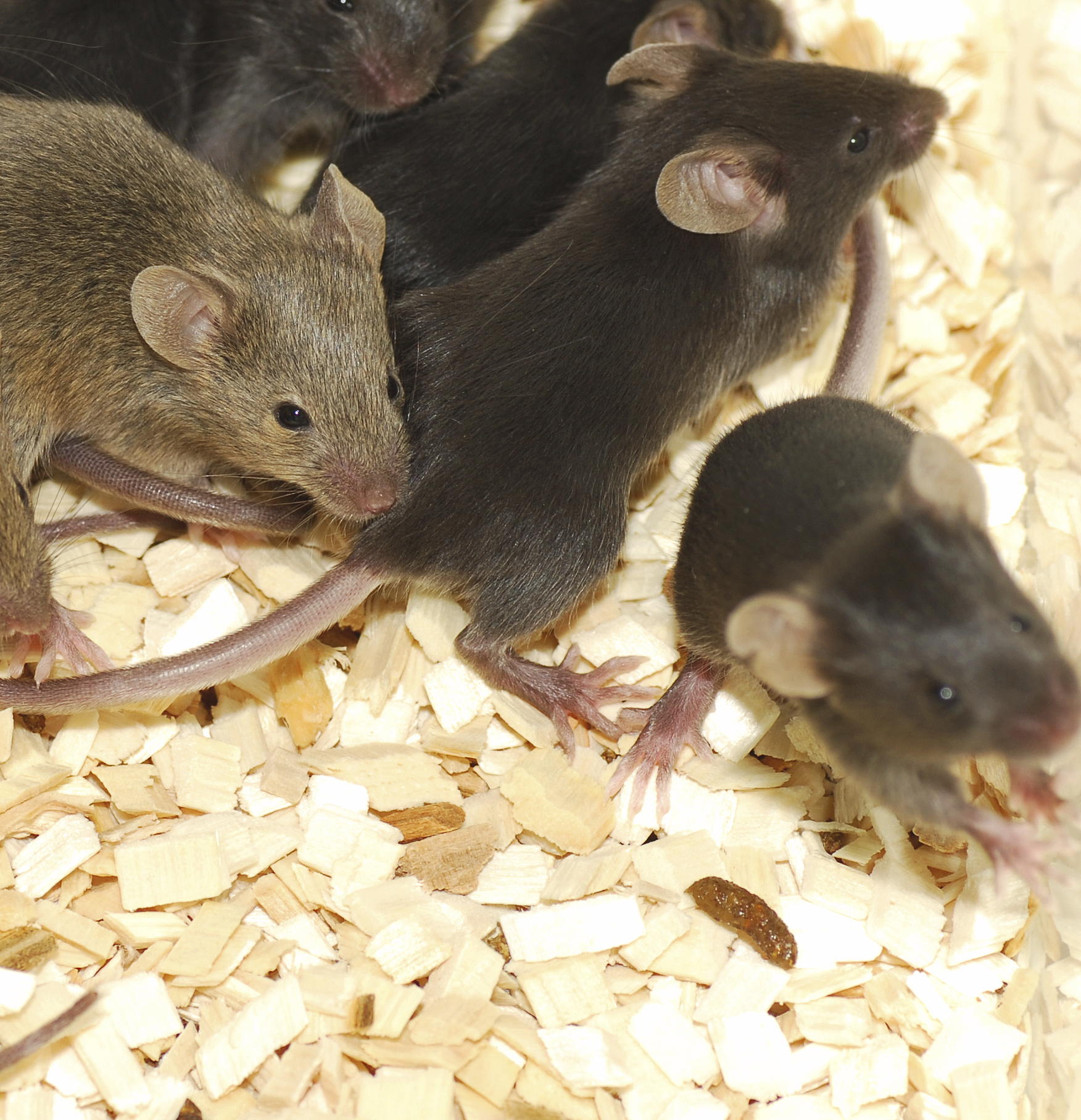 Brain in a dish provides new model of human disease - Citizens for ...