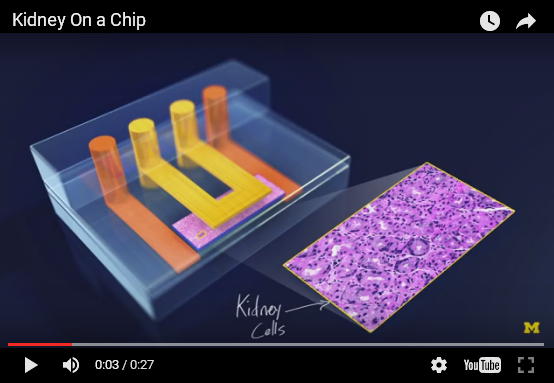 New kidney on a chip enhances drug safety - Citizens for Alternatives ...