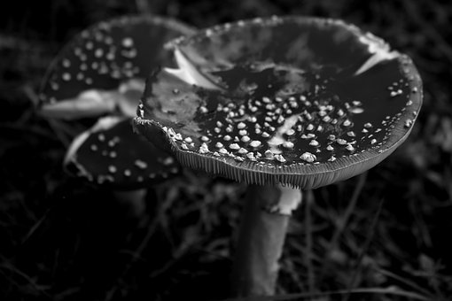 Fungi That Absorbs Radiation Has Been Growing All Over Chernobyl Power ...