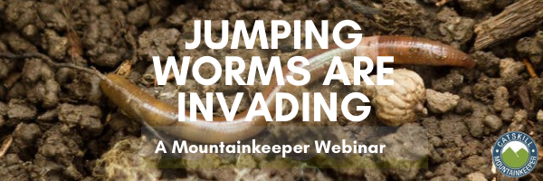 Jumping Worms - Catskill Mountainkeeper