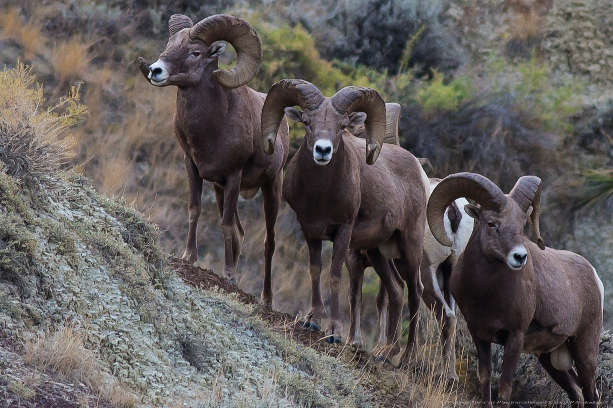 National Conservation Lands Virtual Backgrounds