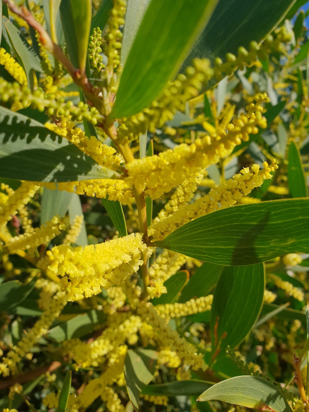 Happy Wattle Day! - Common Grace
