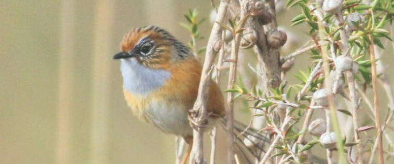Fleurieu Swamps and Emu-wren Project