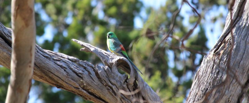 Nature of SA - Conservation Council SA