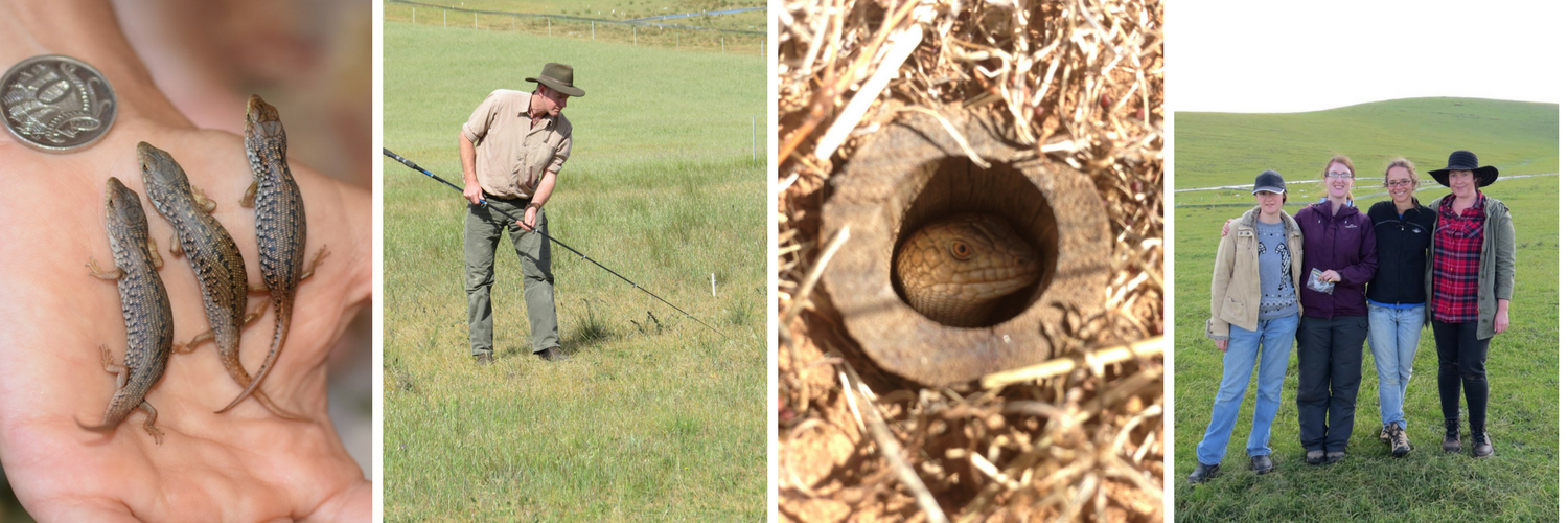 Saving SA’s critically endangered Pygmy Bluetongue Lizards ...