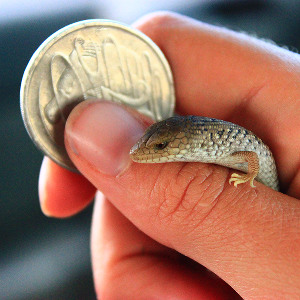 Saving SA’s critically endangered Pygmy Bluetongue Lizards ...