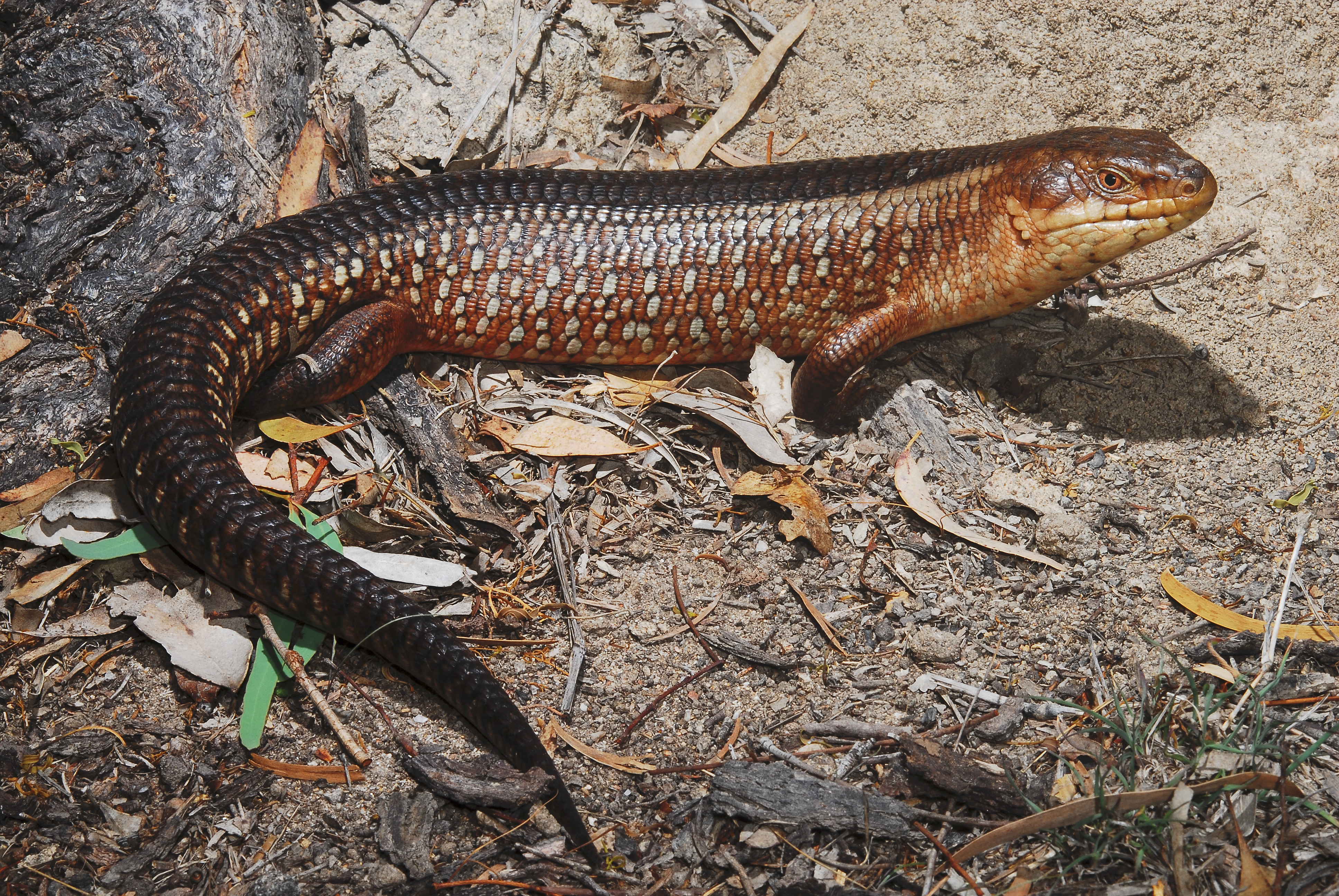 Critical new information may halt Carmichael mine - Mackay Conservation Group