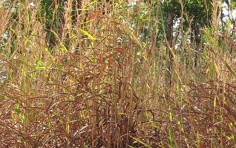 Stop The Spread Of Gamba - Environment Centre NT