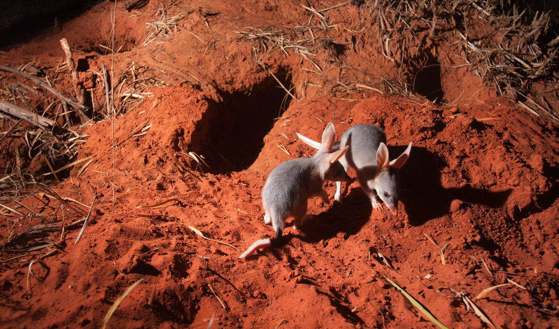 Kimberley Bilby Workshop 2017 - Environs Kimberley