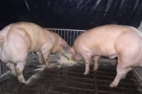 Genetically modified super-muscly pork could hit supermarket shelves ...