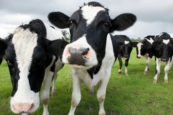 Stop the Government deregulating genetically modified animals - Friends ...