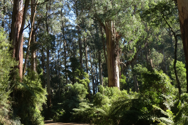 Good News - First 1,600 ha of High Conservation Value Forest Reserved ...