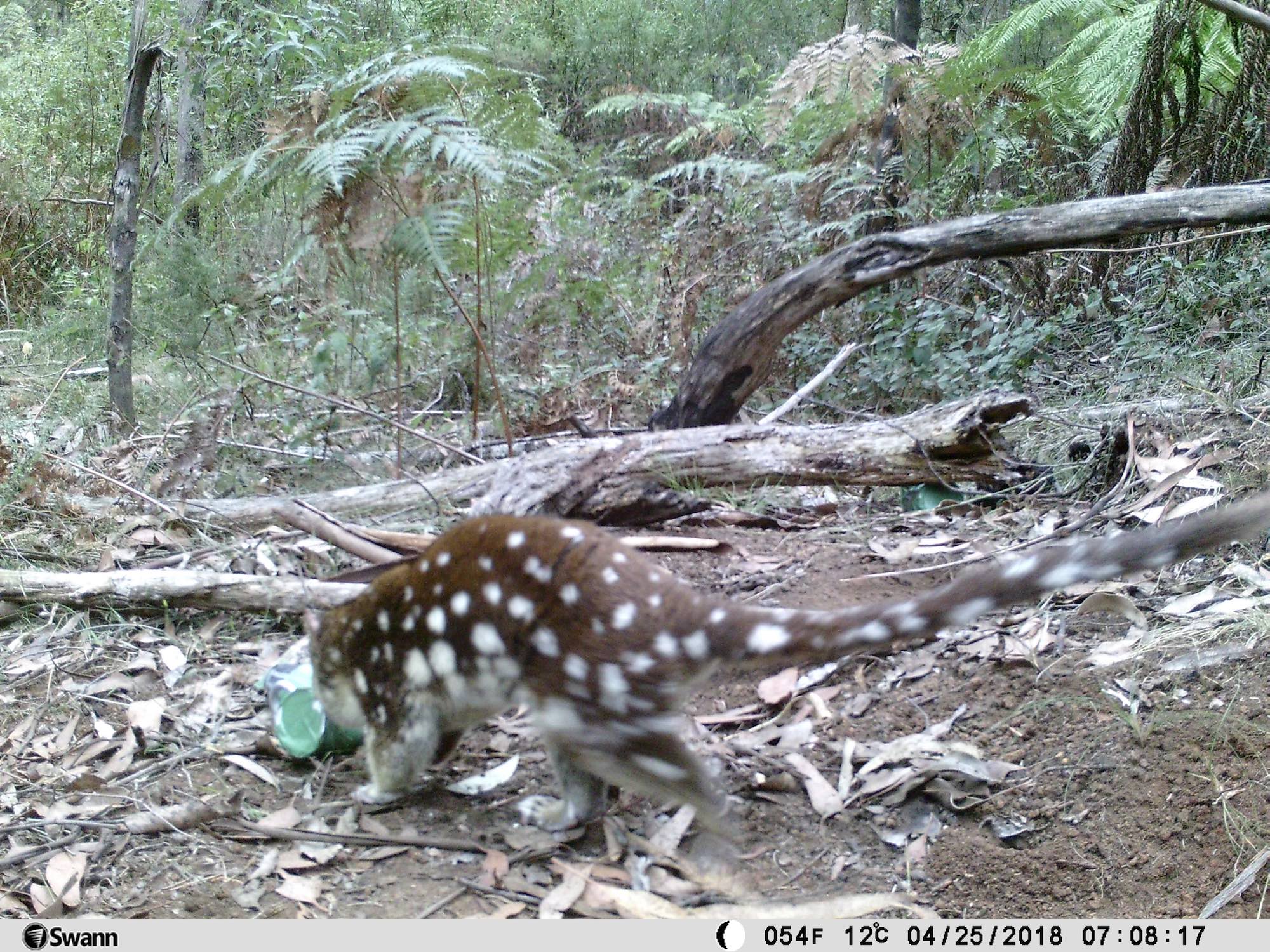 Spot-tailed Quoll habitat being logged! Take Action! - Friends of the ...