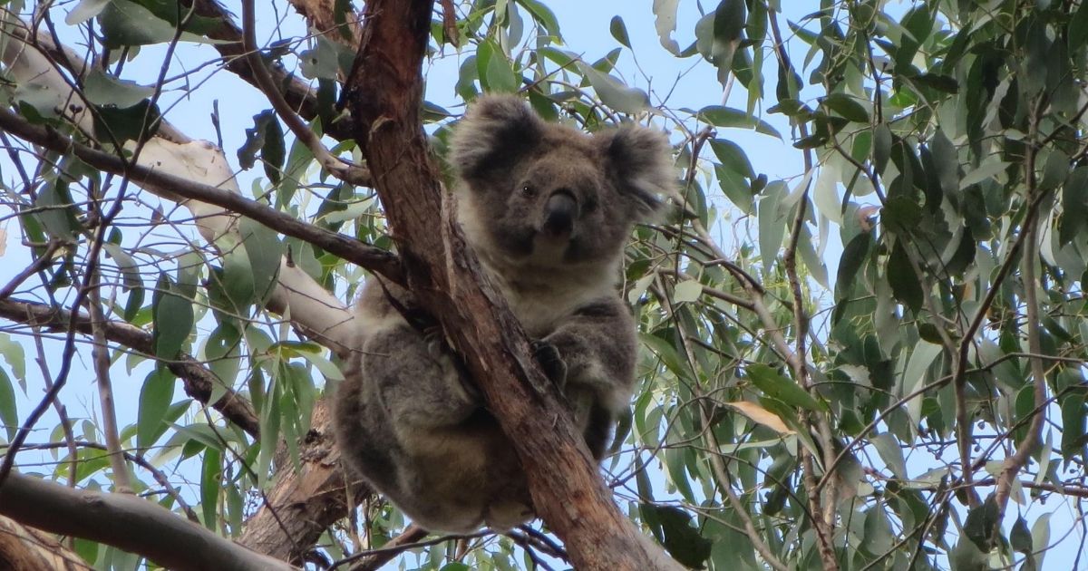 Crowdfunder Launch for Koala Research! - Friends of the Earth Melbourne