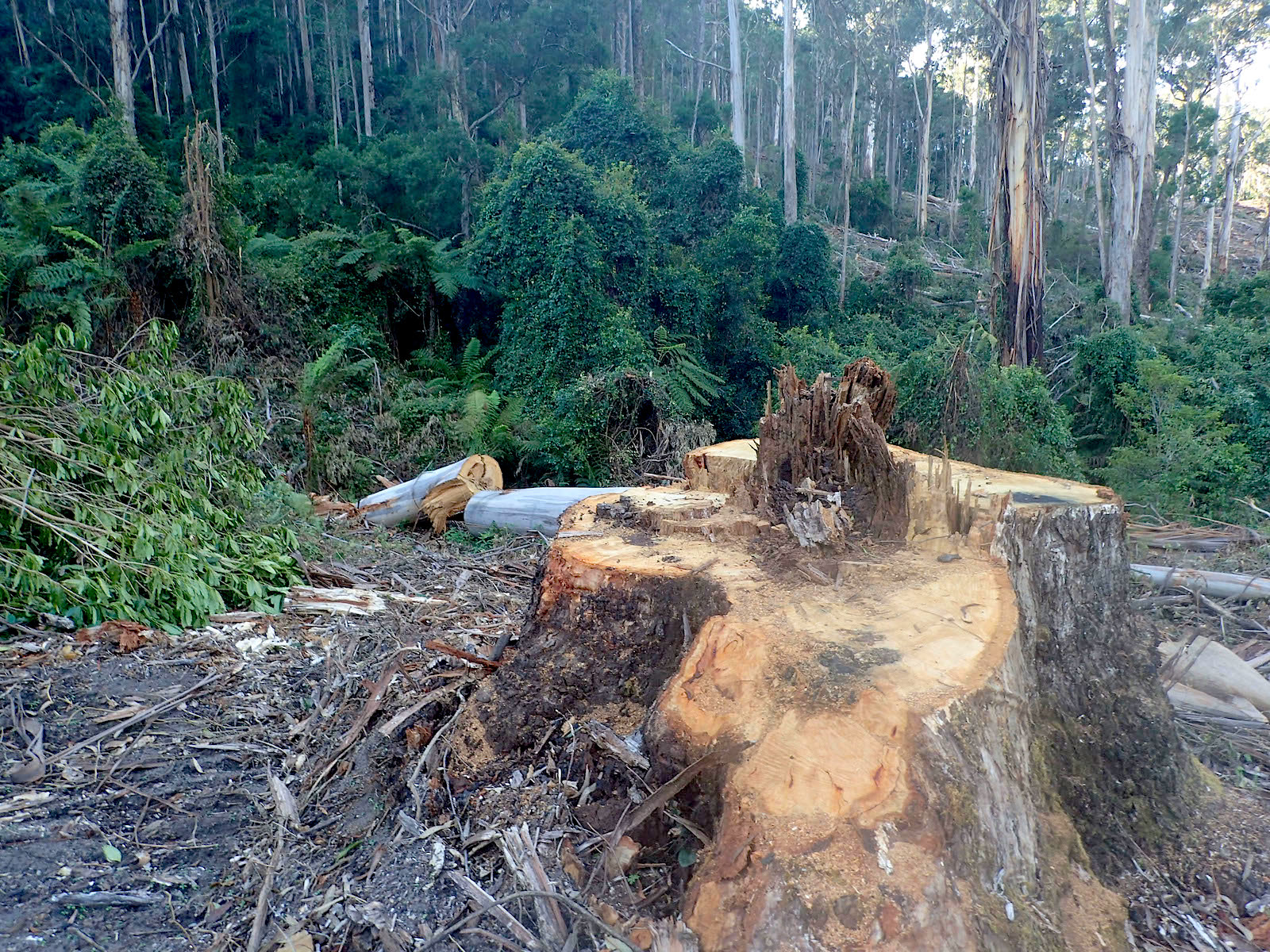 VicForests charged for illegally logging East Gippsland rainforest ...