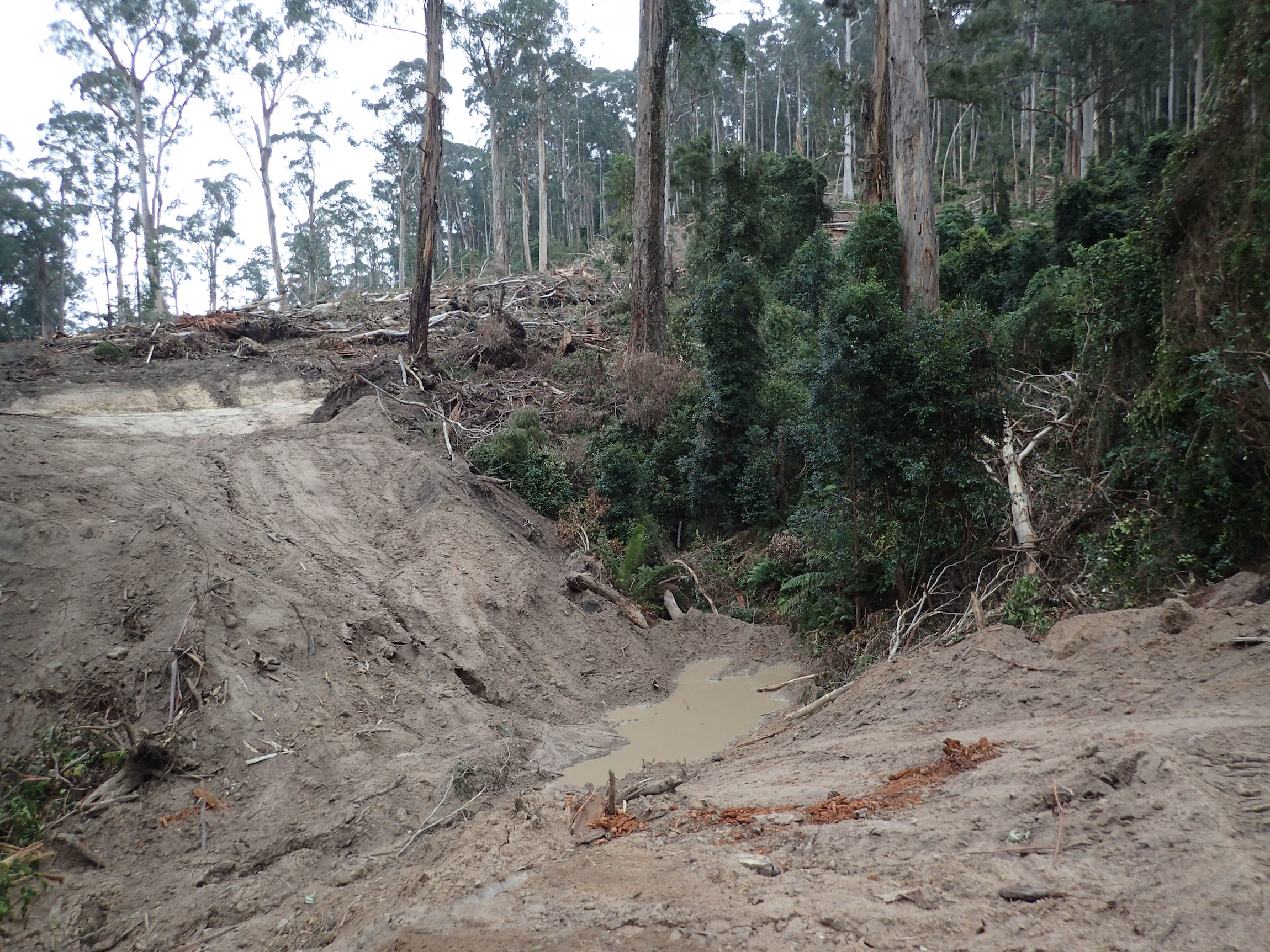 VicForests let off the hook for logging protected rainforest ...