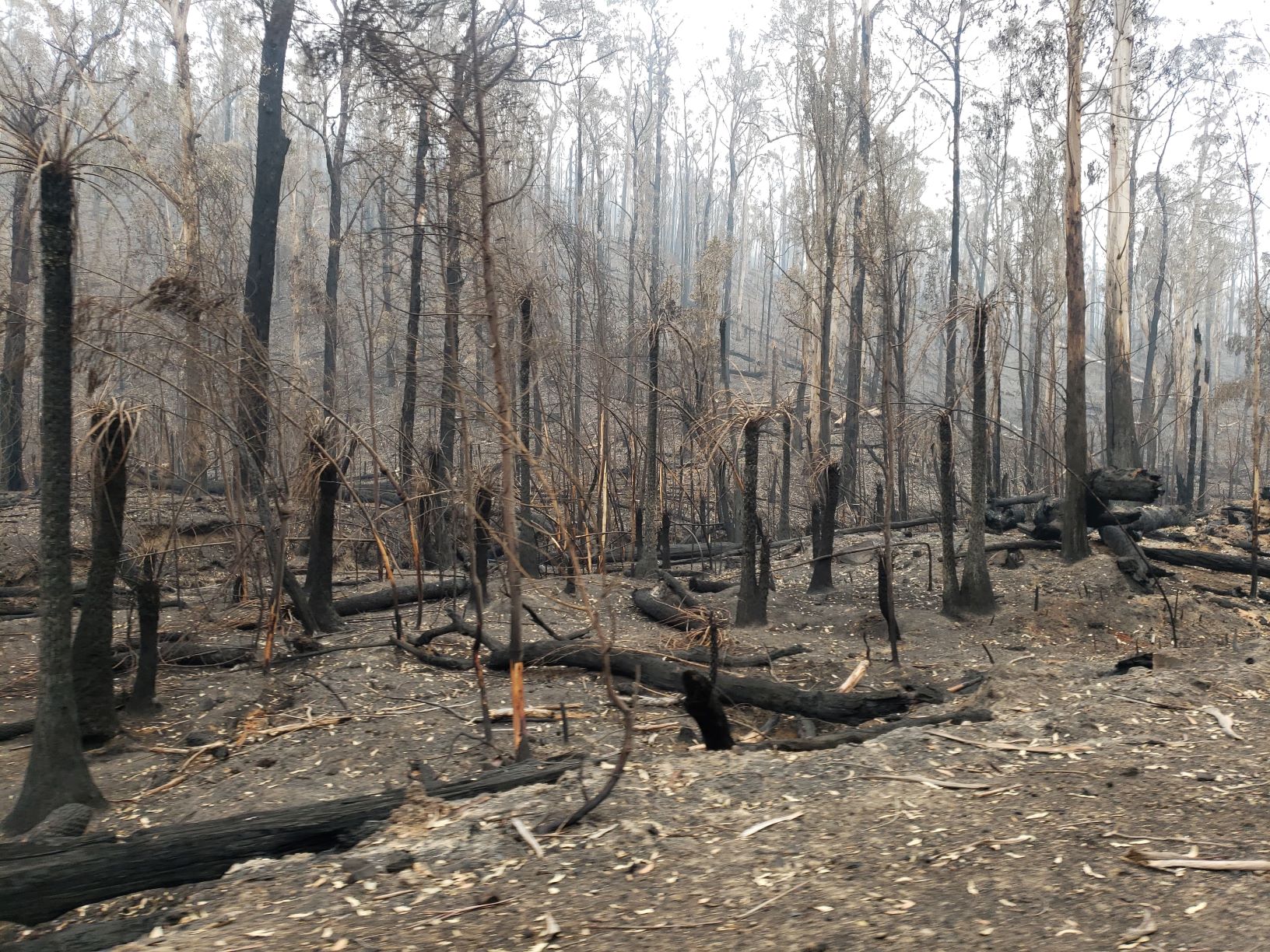 Rainforests turned to ashes and logging industry calls to loot burnt ...