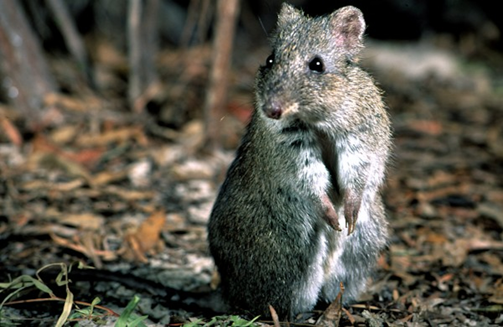Vic gov responds to endangered Potoroo report after three years ...
