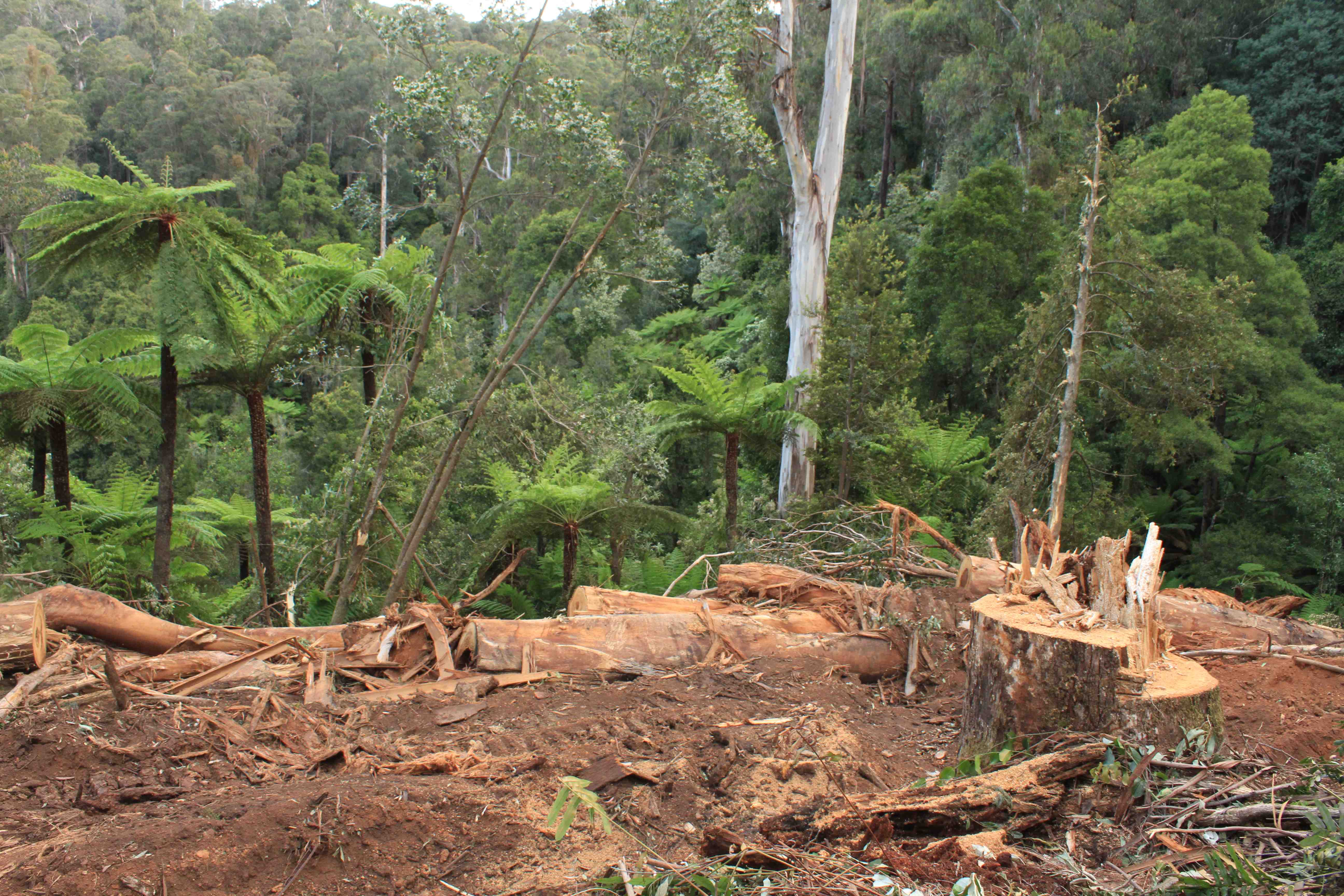 Australia Treesit Set Up To Halt Illegal Logging Earth First Newswire Australia Treesit Set Up To Halt Illegal Logging Earth First Newswire