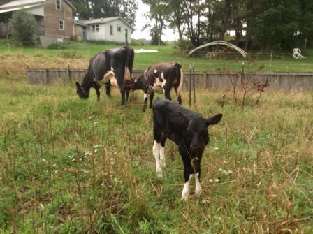 Govinda Goshala Cow Haven