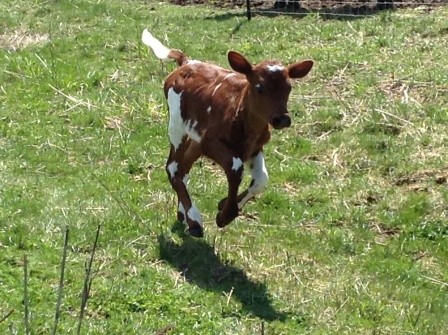 Govinda Goshala Cow Haven