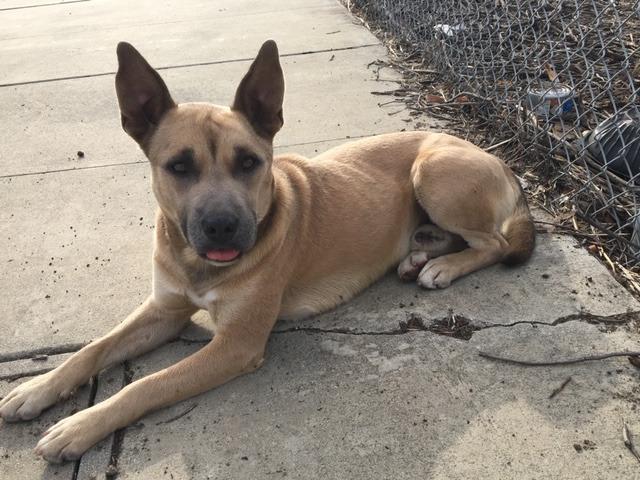 Animal Adoption - Hope For Paws Animal Rescue