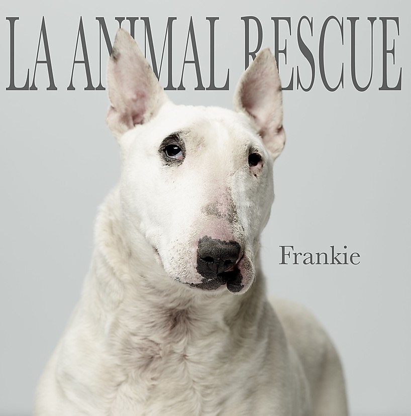 Animal Adoption - Hope For Paws Animal Rescue
