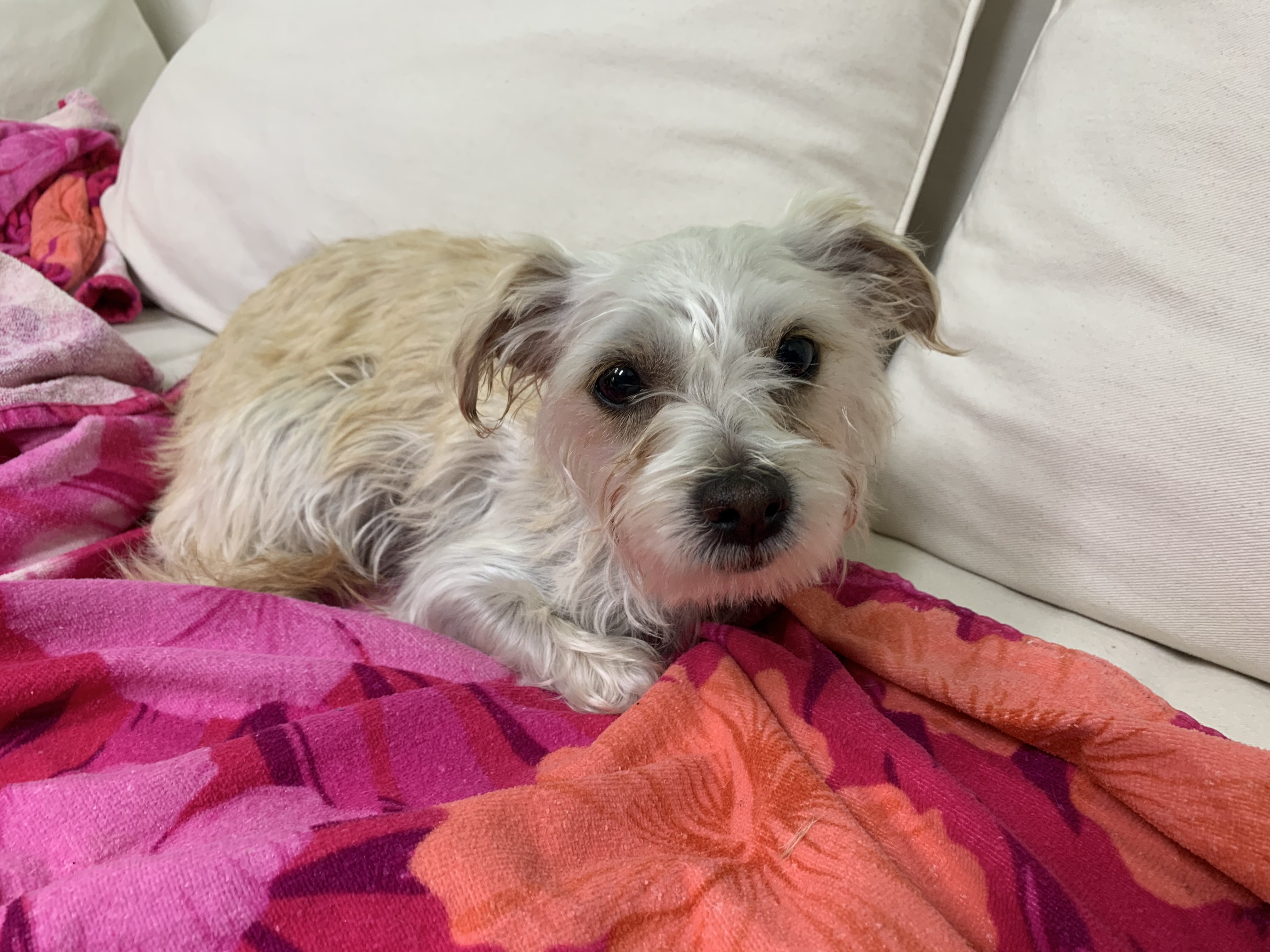 Animal Adoption - Hope For Paws Animal Rescue