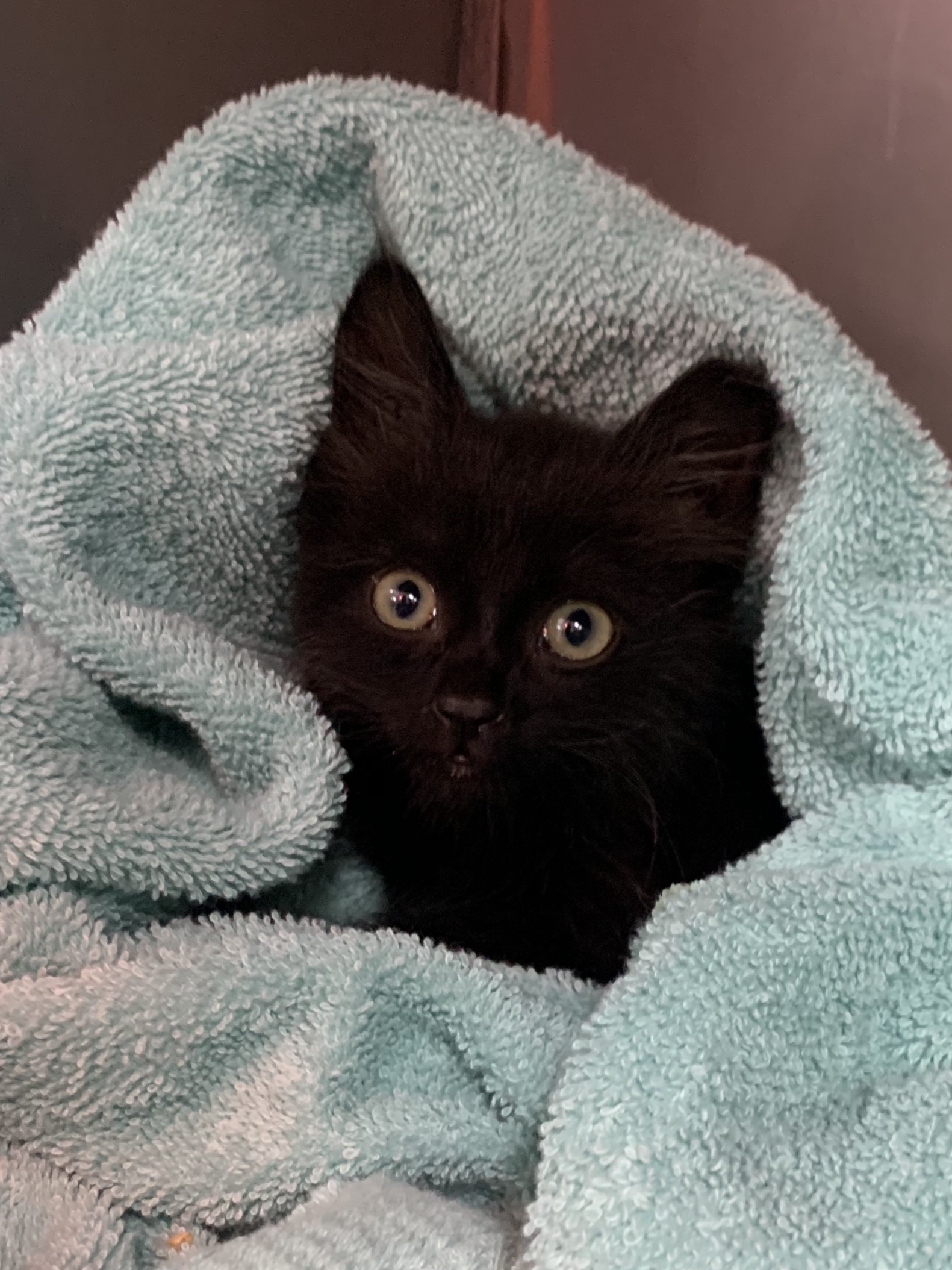 Animal Adoption - Hope For Paws Animal Rescue